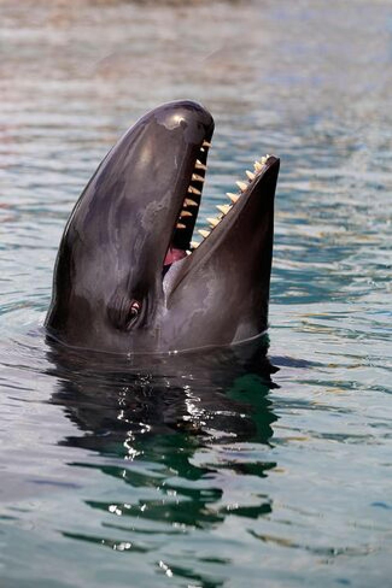 Découvrez les faux orques : Dauphins ou tueurs des mers ? La vérité ...
