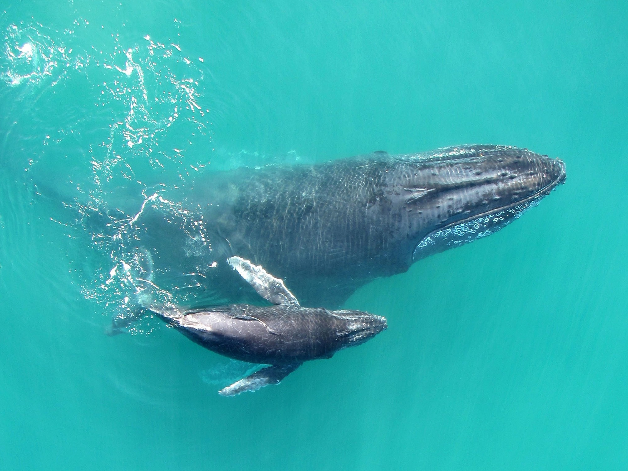 Des bébés baleines repérés là où on ne les attendait pas