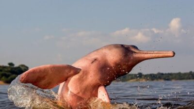 🔎 Fiche espèce : Boto (dauphin rose d'Amazonie)